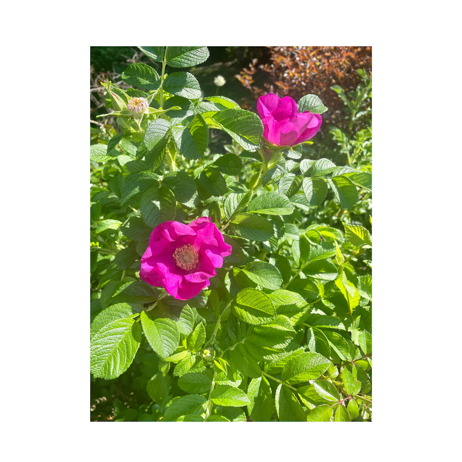 Navamsa, the Soul Chart - Lubomira Kourteva